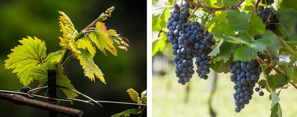 The annual life cycle of the vine: The phenological phases - Tenimenti Civa