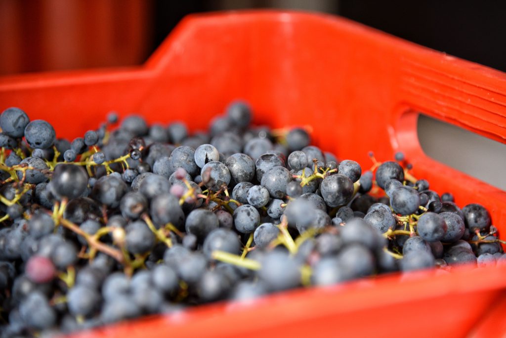 La vinificazione in rosso. Sai come si ottiene un vino rosso?